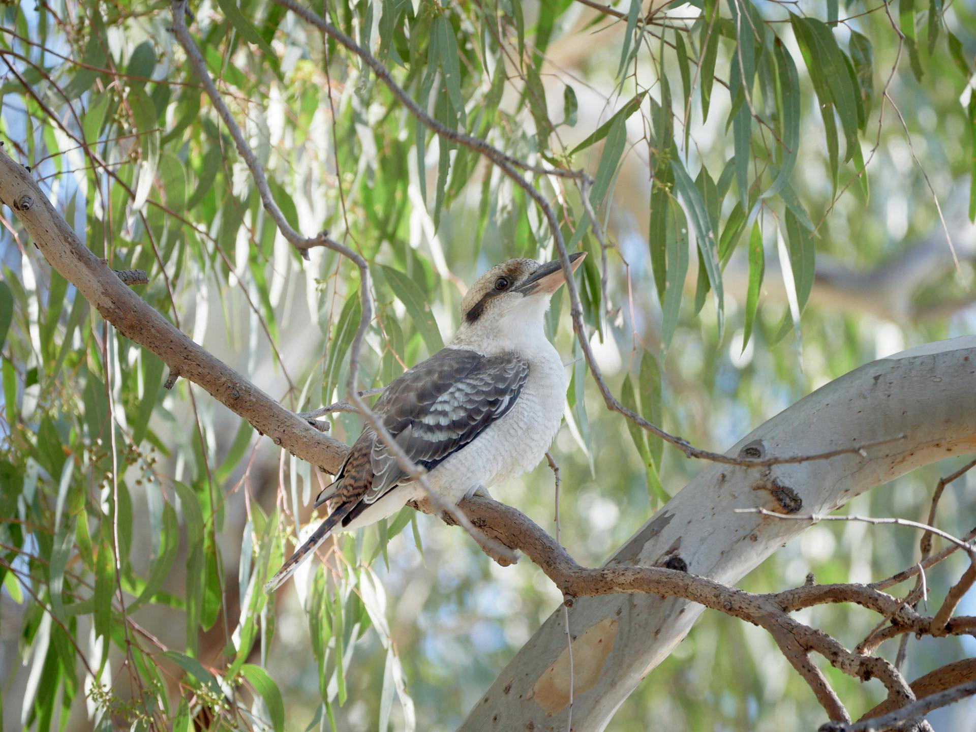 Local Area / Things to Do | Swan Hill Camping and Cabin Accommodation ...